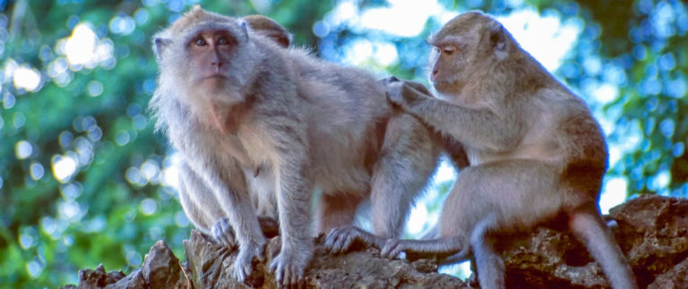 Examples of Pipeline Project Schedule Create With TILOS